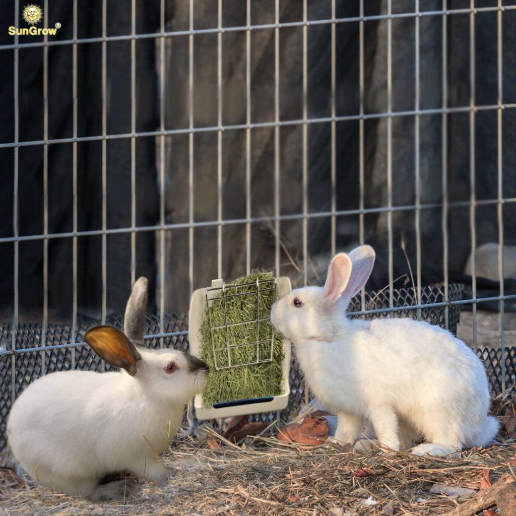 The Best Rabbit Hay Feeders — TheFifty9